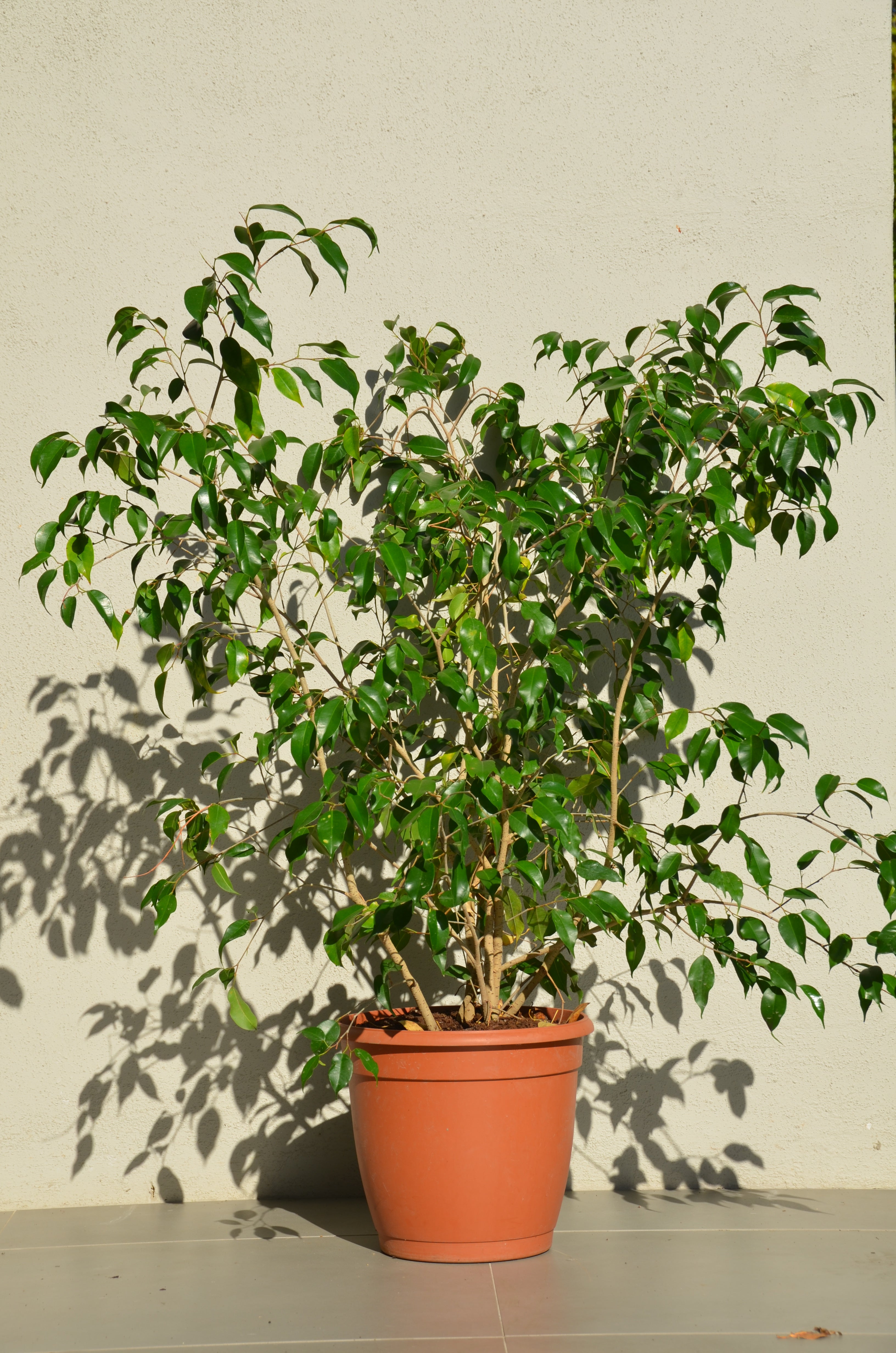 Ficus Benjamina - Large – D'Vine Nursery